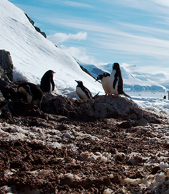 Competition: Random Walk of the Penguins